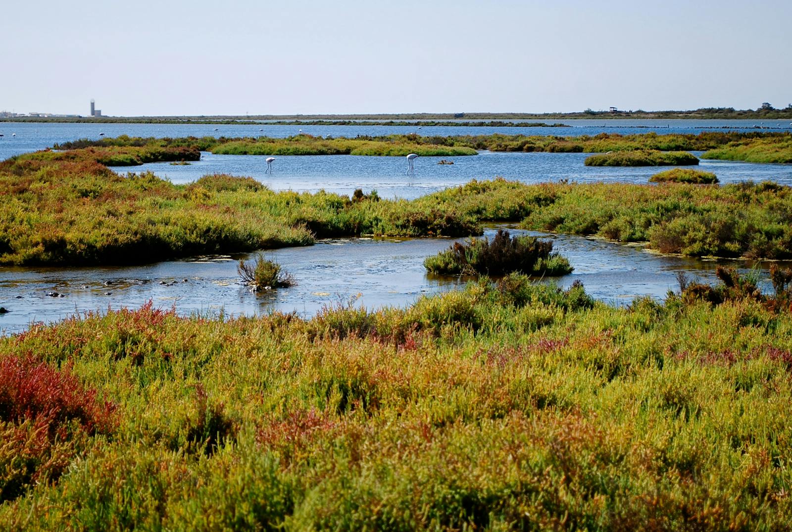 Southeastern Iberian Shrubs and Woodlands | One Earth